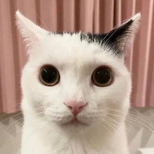 Listen to Perro guaton | Zeno.FM