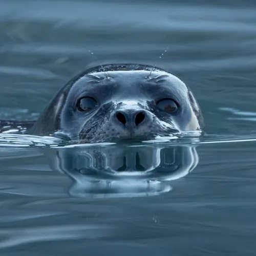 Listen to Spinning Seal FM | Zeno.FM